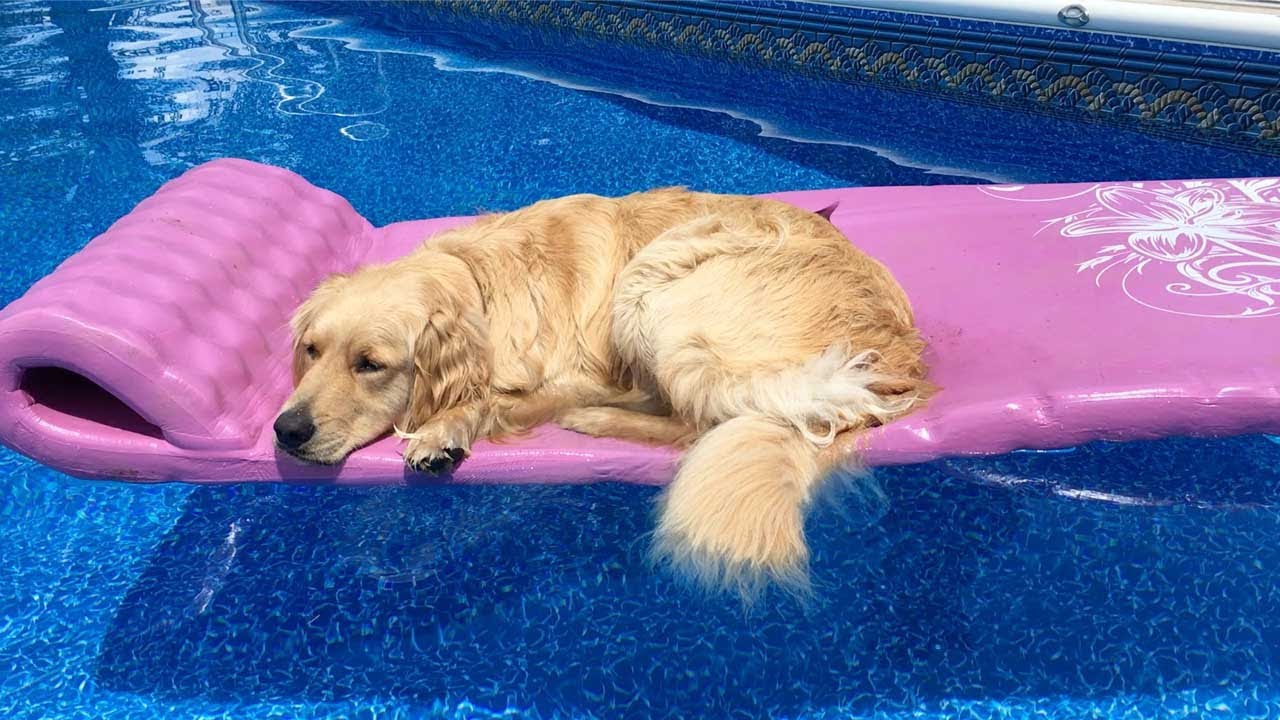 Adorable Dog Relaxes On Lilo In Swimming Pool - YouTube