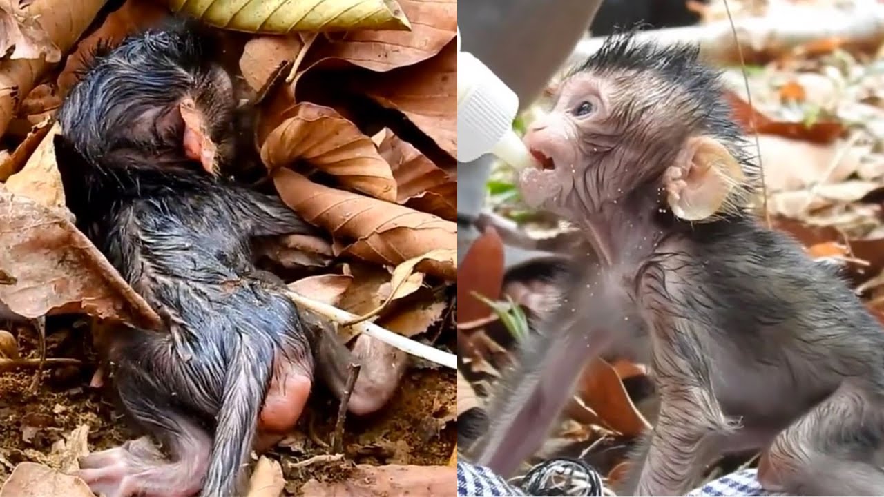 Poor baby monkey is hated and abused by mother monkey, so sad - YouTube