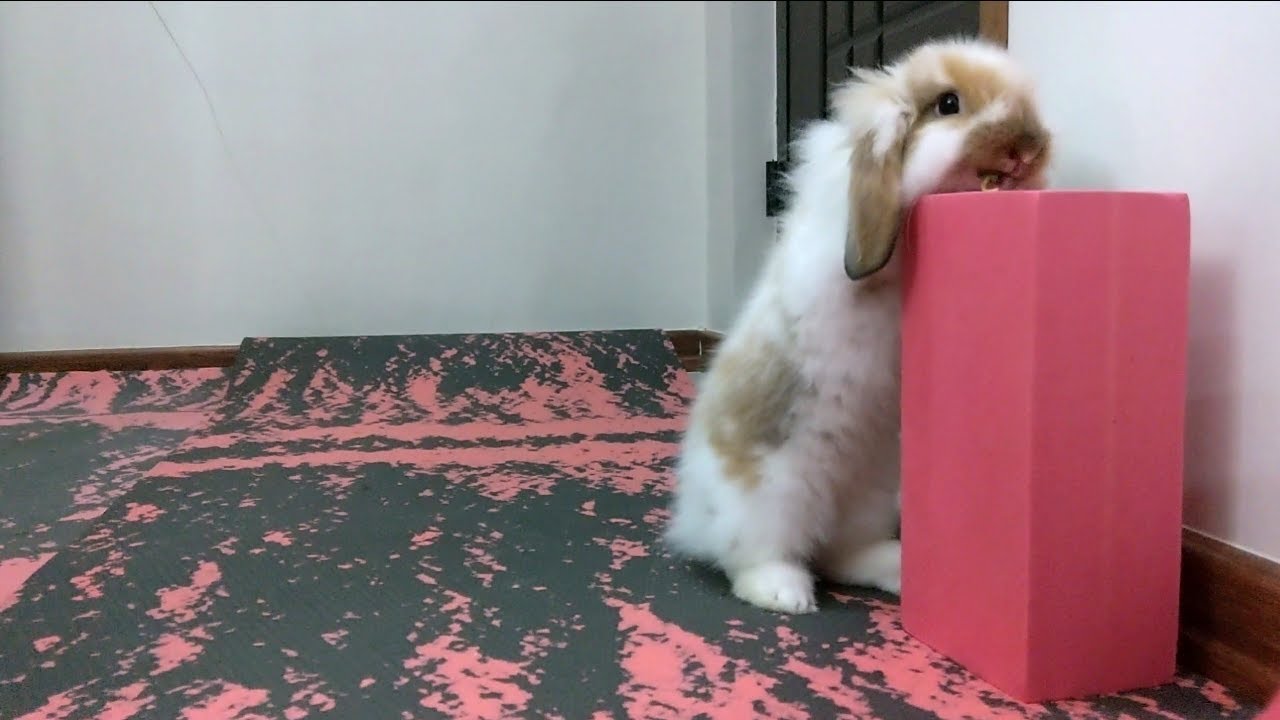 cutest happy and playful baby bunny rabbit - YouTube