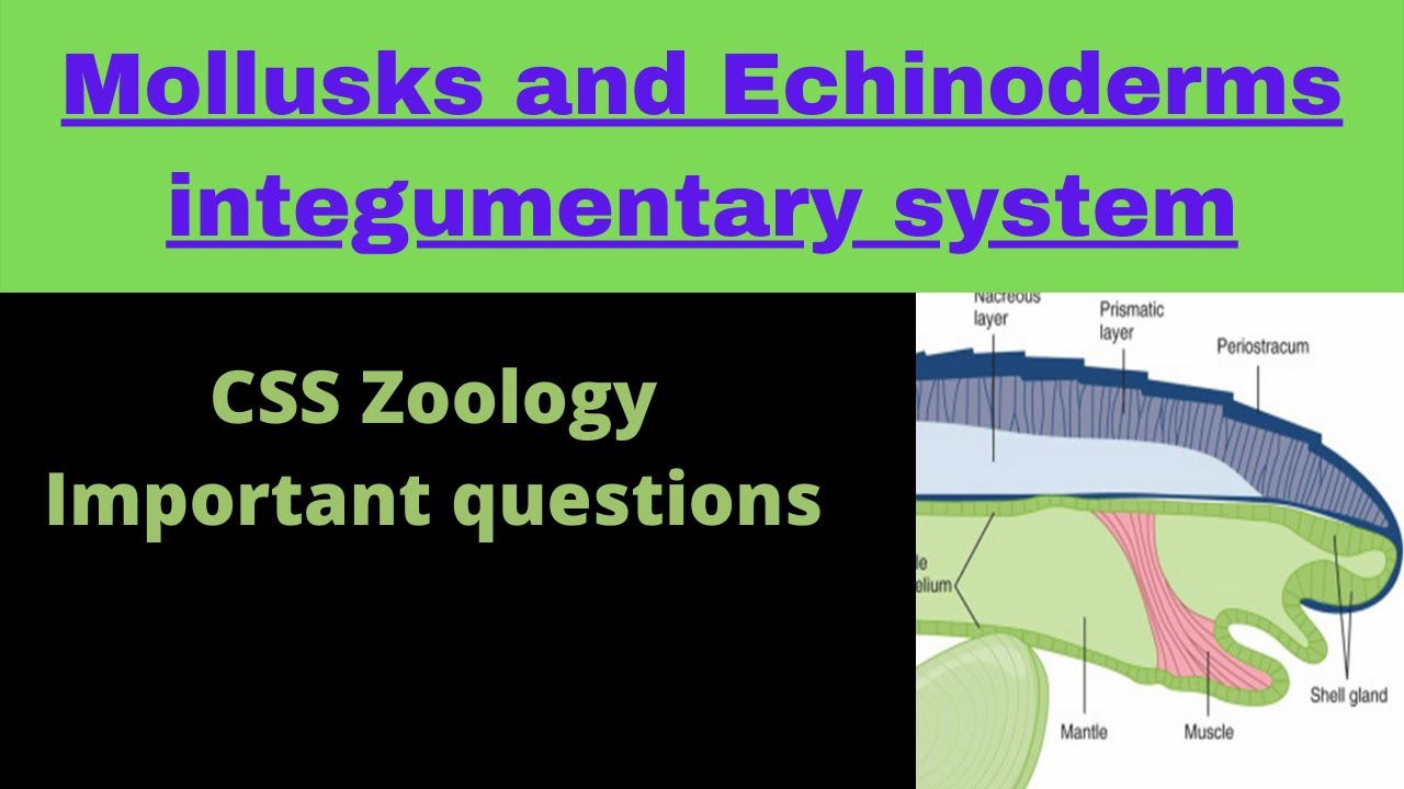 Mollusks and echinoderms integumentary system |Invertebrates ...