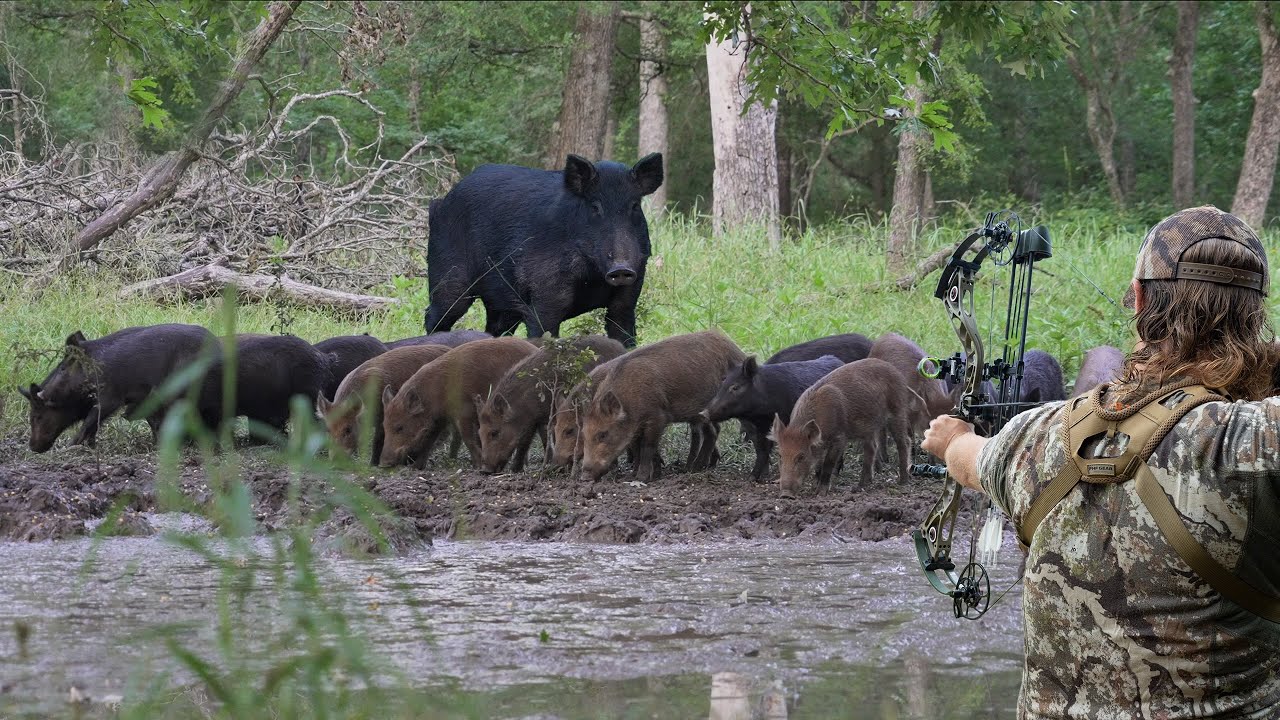 Bow Hunting Wild Hogs On The Ground | Up Close and Personal! - YouTube