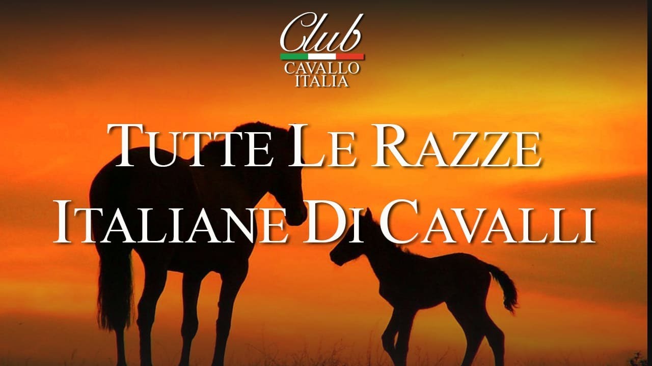 Tutte le razze italiane di cavalli - YouTube