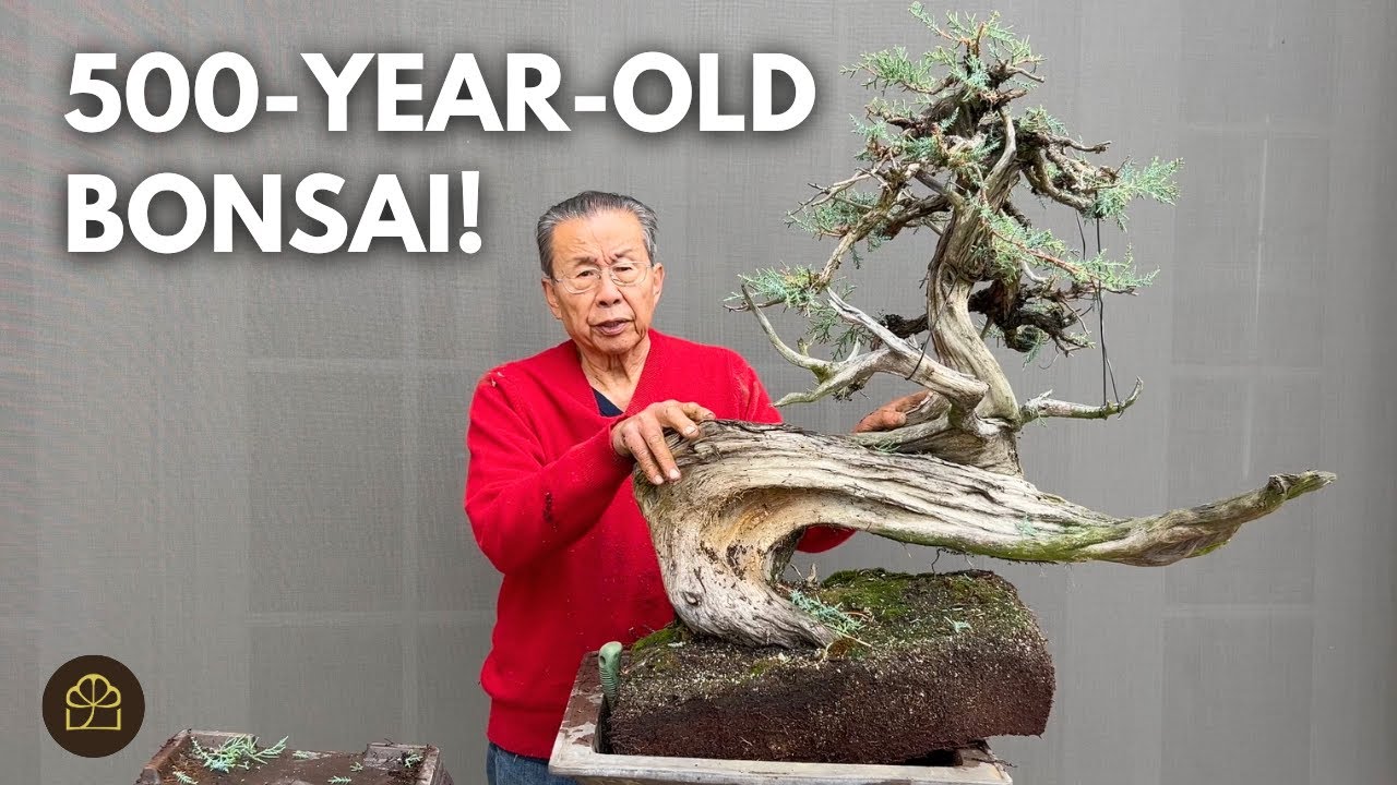 Turning a 500-Year-Old Yamadori CA Juniper into a Bonsai - YouTube