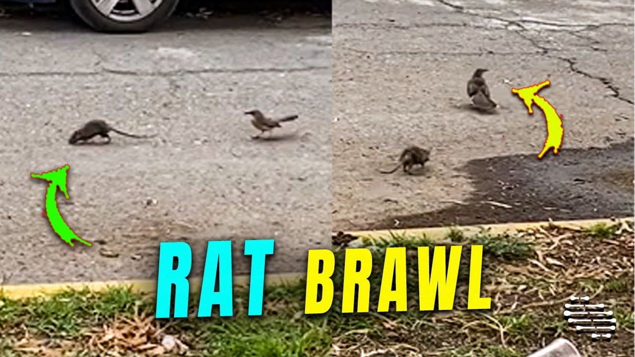 Rat and Bird Engage in a Brawl - YouTube