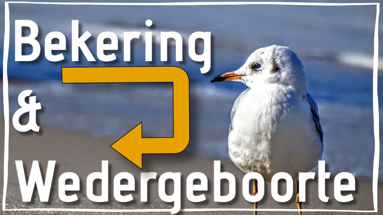 Wat is bekering en die wedergeboorte in Jesus? - YouTube