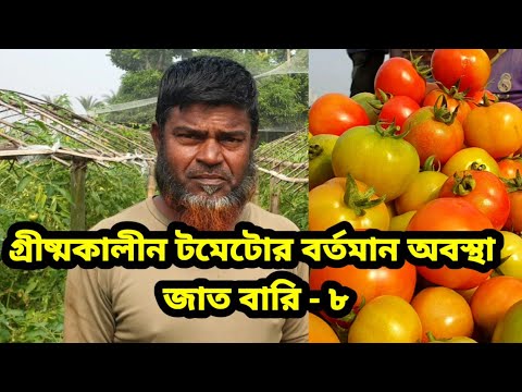 গ্রীষ্মকালীন টমেটোর বর্তমান অবস্থা | টমেটো চাষ পদ্ধতি | Tomato Chas ...
