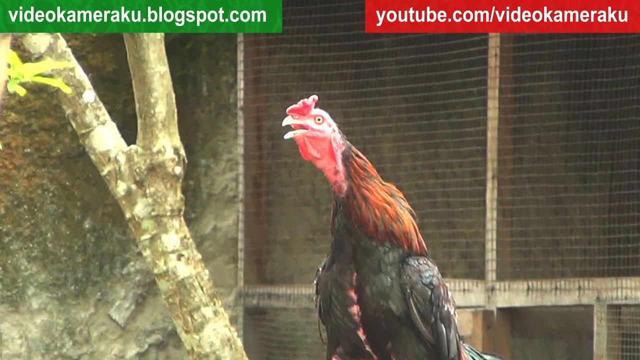 Laughing Rooster Crowing Sound - Live Recording - High Quality V.4 ...