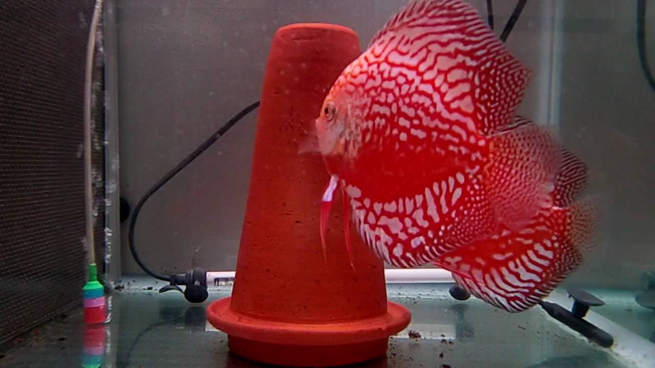 STARDUST RED/PAIR - YouTube