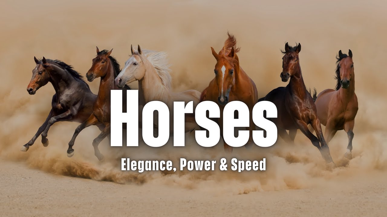 "Horses: Elegance, Power & Speed" #Horse #NatureLovers - YouTube