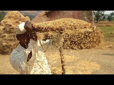 What Blows Away In Threshing Wheat Or Chaff