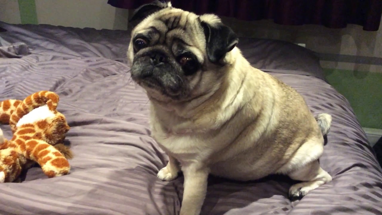 Stubborn pug severely protesting NOT bedtime... - YouTube