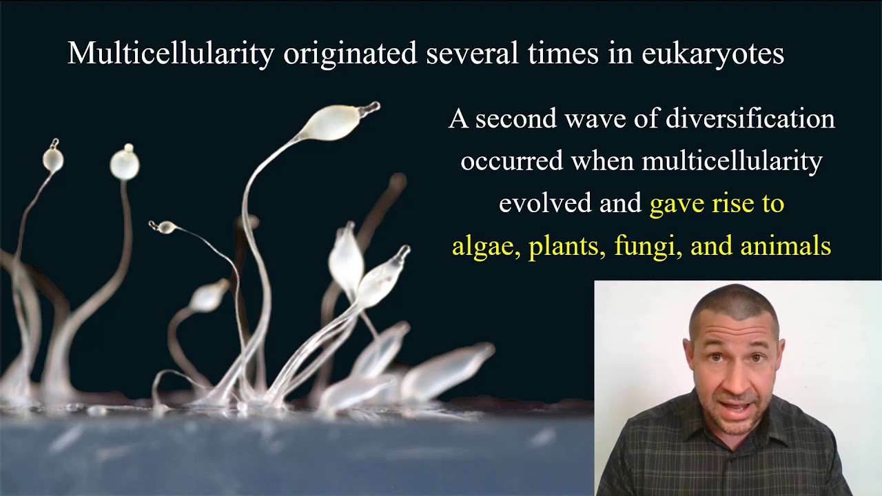 3_3 The Evolution of Multicellularity - YouTube