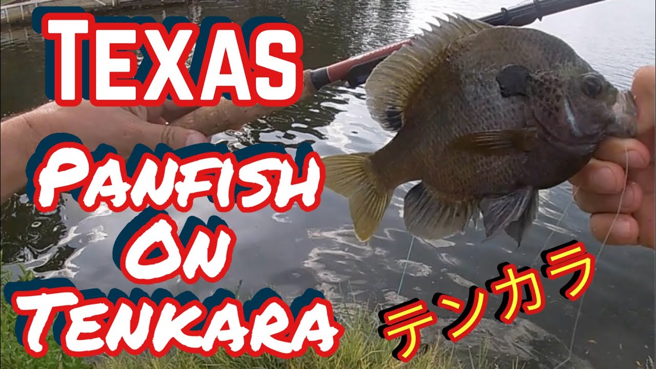 Texas Panfish on Tenkara テンカラ - YouTube
