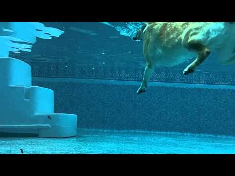 Kodak PlaySport Under Water Dog Swimming