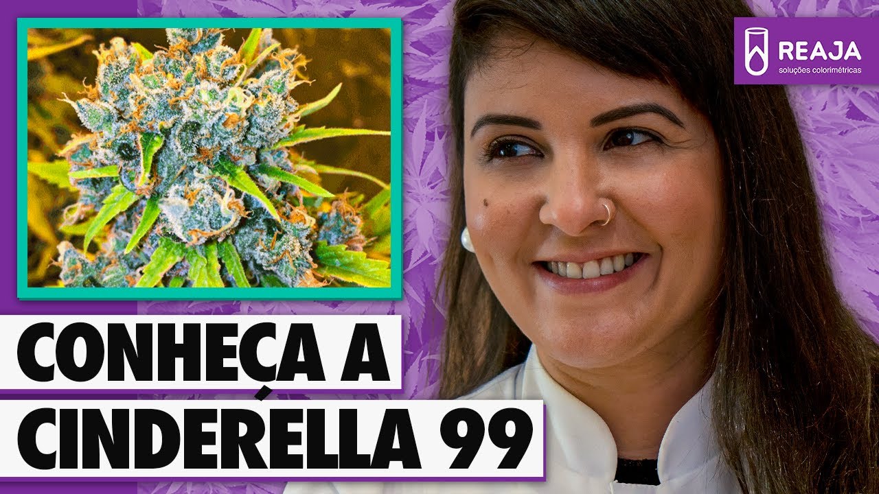 STRAIN REVIEW: CINDERELLA 99 l Enfercanabica - YouTube
