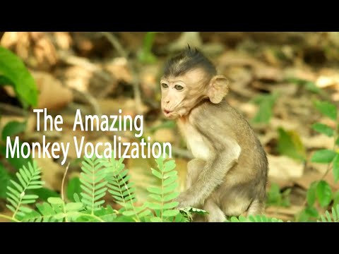The amazing monkey vocalization to ask help. - YouTube