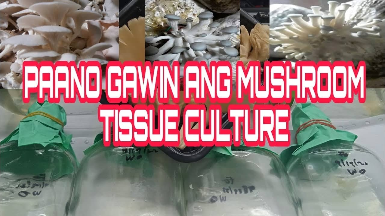 #Mushroomsspawn MUSHROOM TISSUE CULTURE USING POTATO DEXTROSE AGAR AS ...