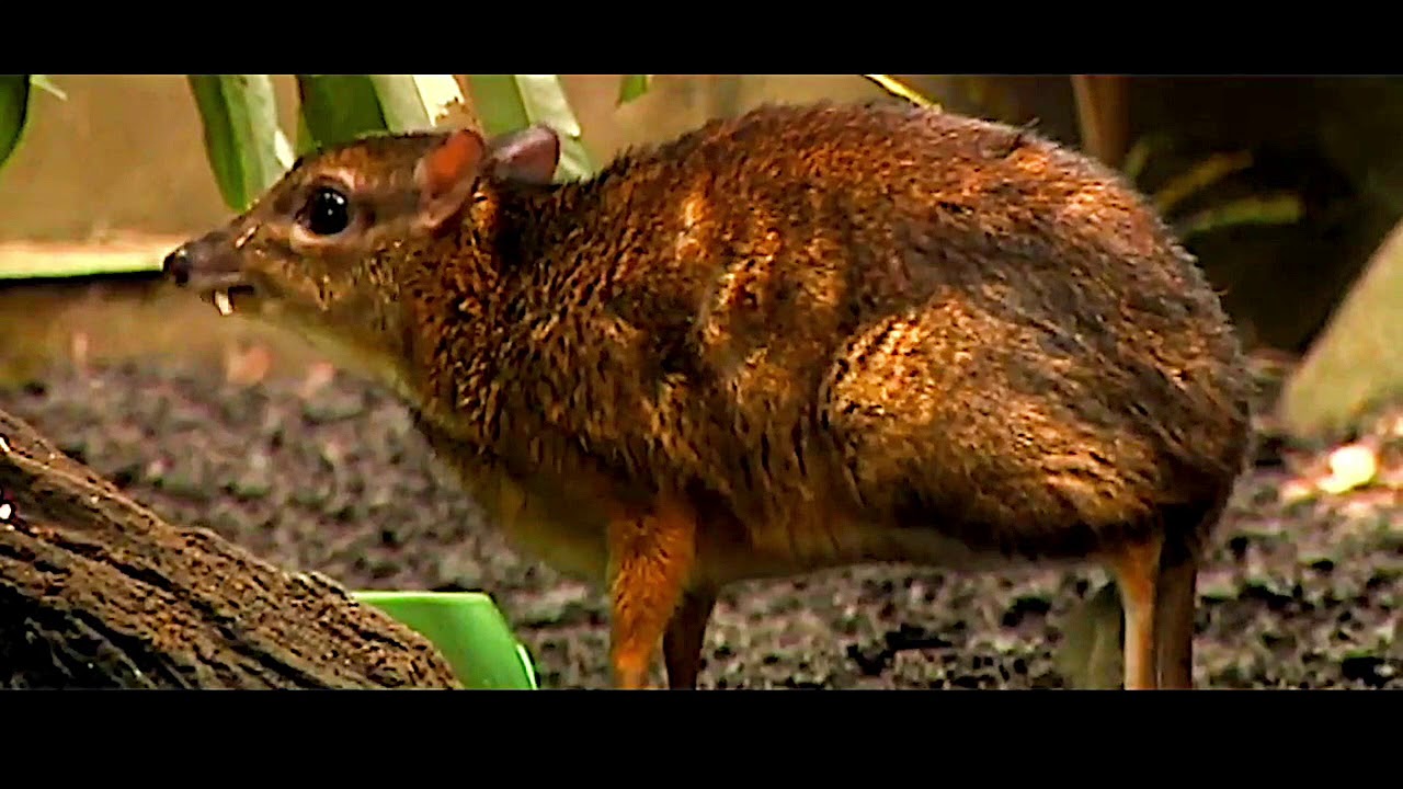 hamster deer (SMALLEST DEER EVER) !!!!!!!!!!!!!!!!! - YouTube