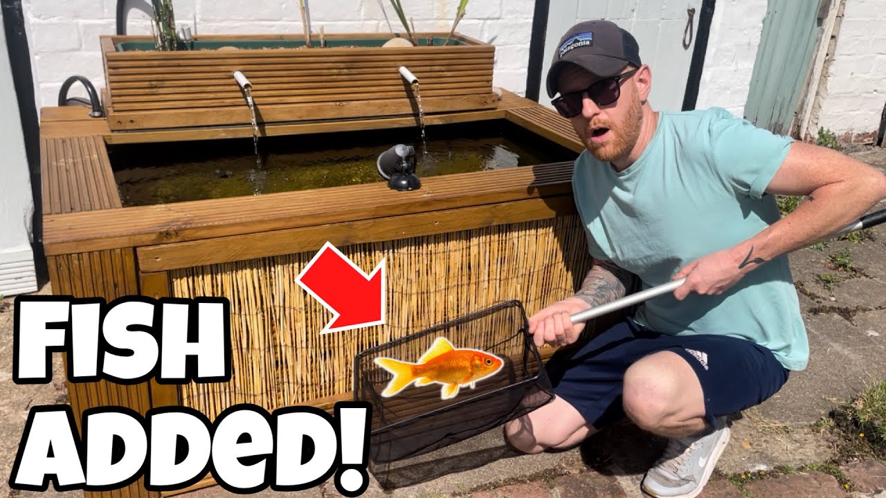 Finally ADDING FISH, to the DIY ‘ABOVE GROUND’ MINI POND! (3 month ...