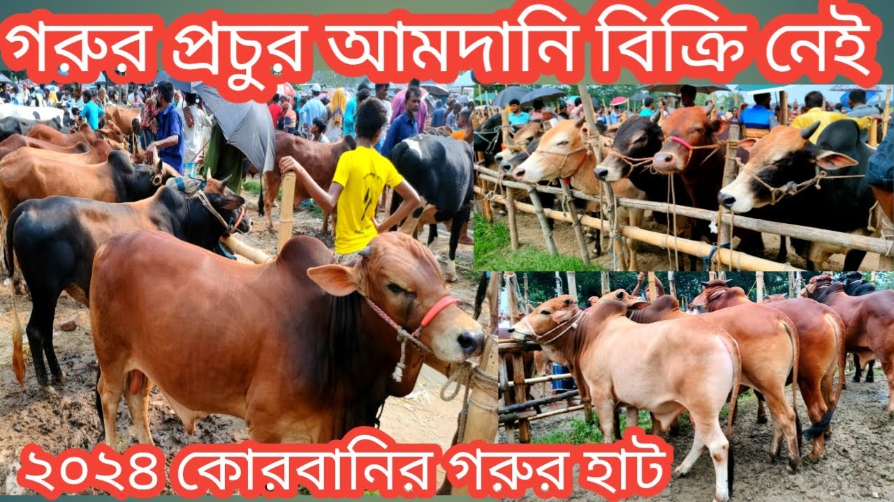Shimulia gorur hat |বিখ্যাত শিমুলিয়া হাটে প্রচুর গরুর আমদানি বিক্রি ...