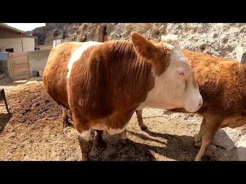 Simental Boğa ile İnek Tohumlama \\ GÜNLÜK İŞLER - 2 #inektohunlama #günlükvlog