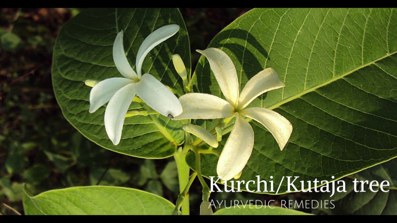 Homeo Cure Kurchi - YouTube