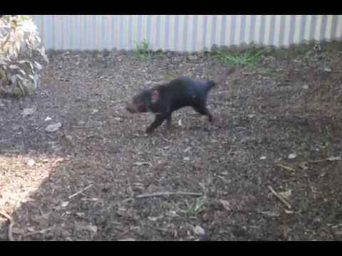Tasmanian Devil running circle @ Lone Pine Sanctuary, Brisbane - YouTube