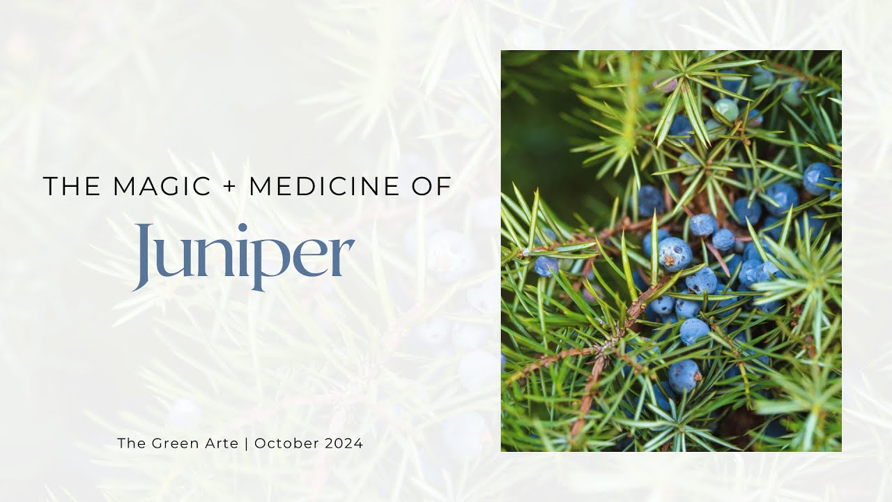 The Magic and Medicine of Juniper - YouTube