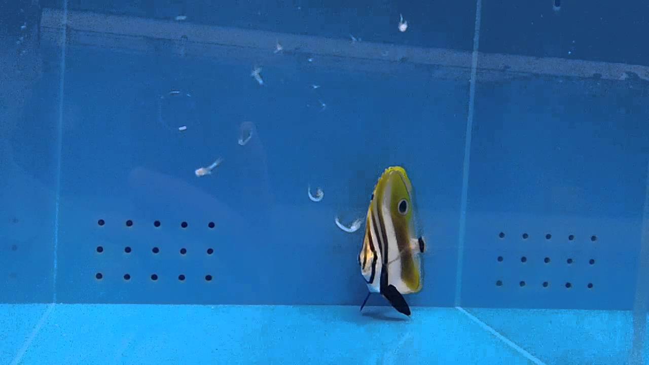 TMC Bristol Hi Fin Butterfly (Coradion altivelis) - YouTube