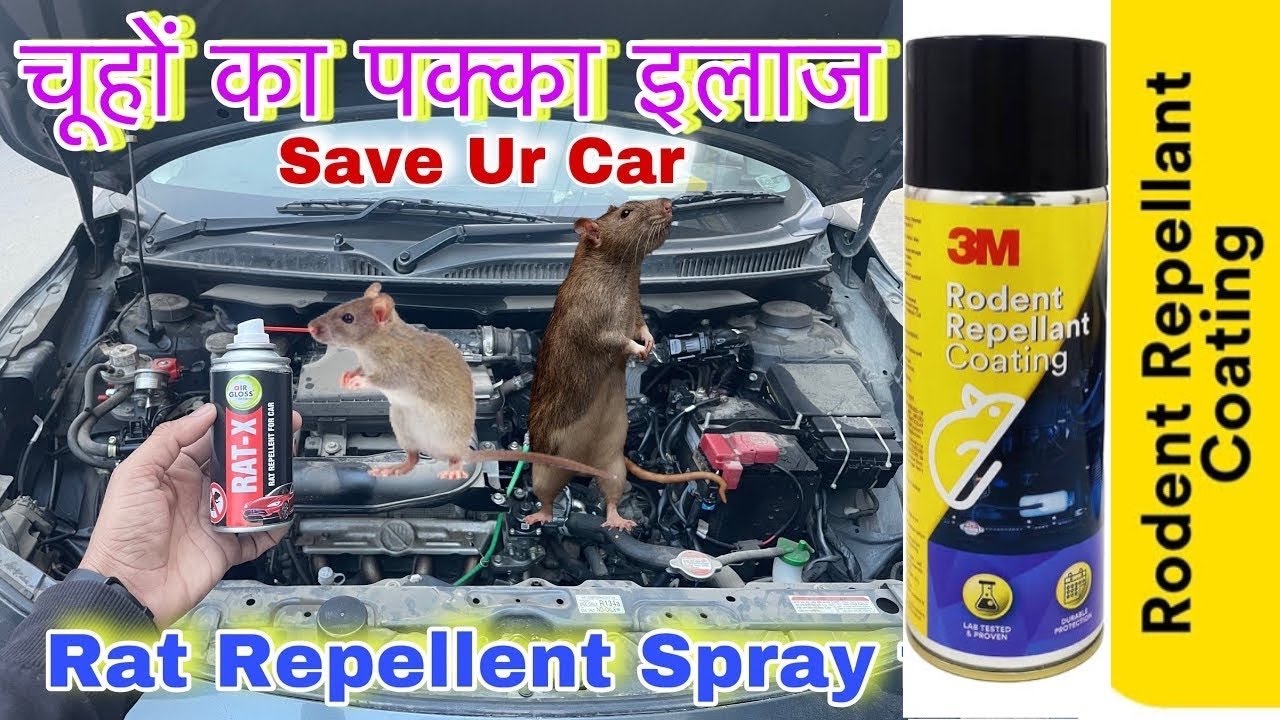 अपनी Car को चूहों से कैसे बचाएं | Rat Spray for Car | Car Rat ...