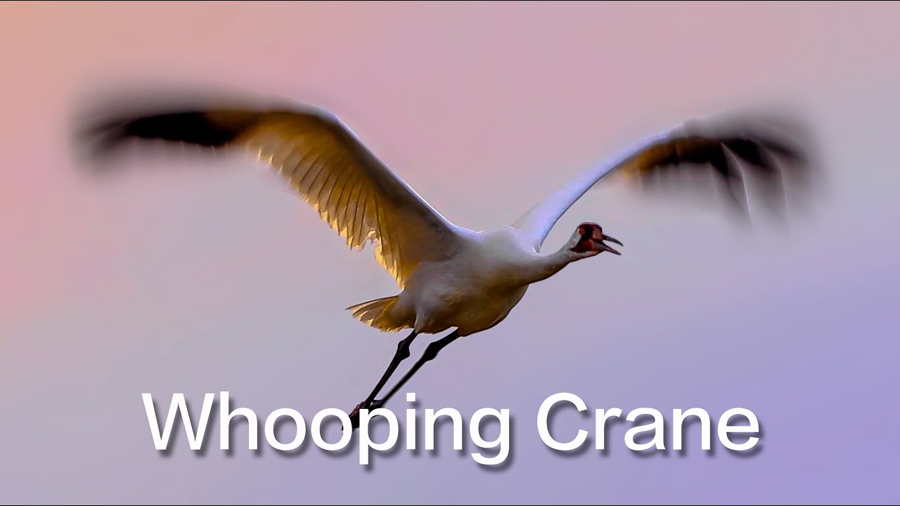 Whooping Cranes | Watch their elegant dance and spectacular actions ...