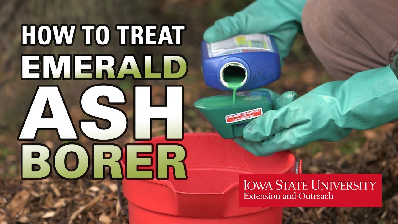 How to Treat EAB Yourself - YouTube