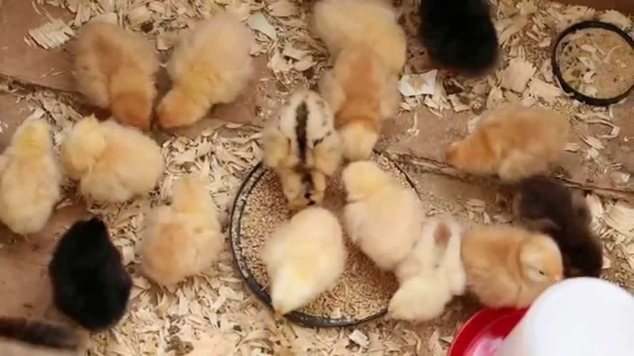 4 Day old chicks, March 26, 2014 - YouTube