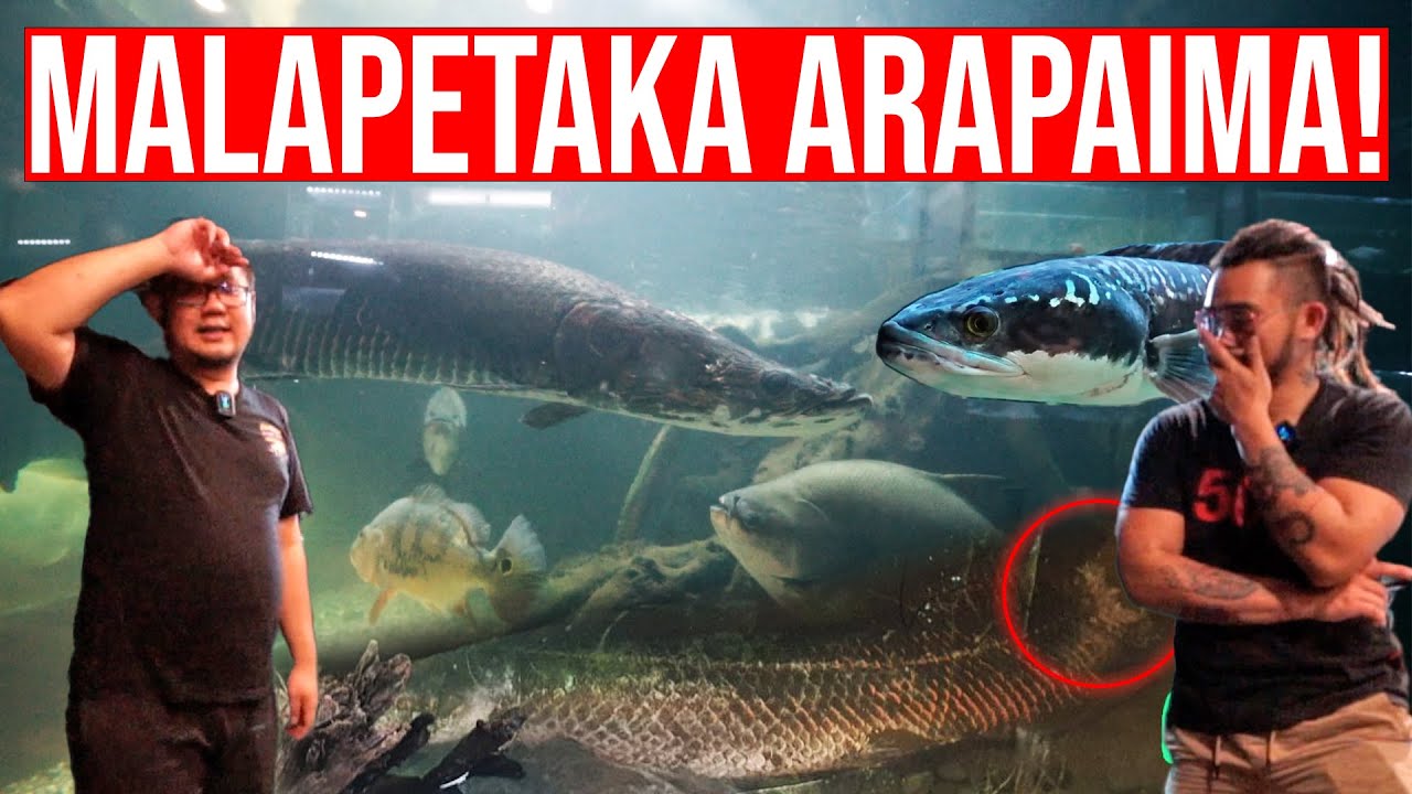 TRAGIS!!! ARAPAIMA 1,2M DIBANTAI TOMAN MONSTER 1M DI MEGATANK IKAN ...