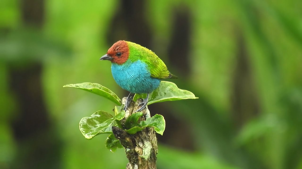 Beautiful 4k bird stock footage - Copyright free download - YouTube