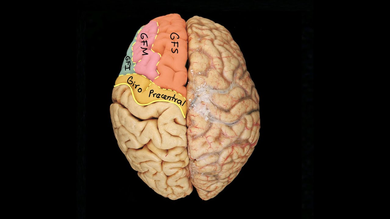 Neuroanatomía: Giros y surcos. Resumen - YouTube