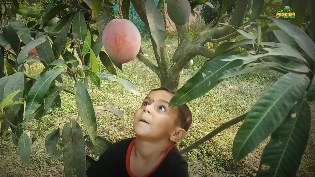 American Red Palmer Mango | Shajahan Mango Farm 2022 | Matlob Utter ...
