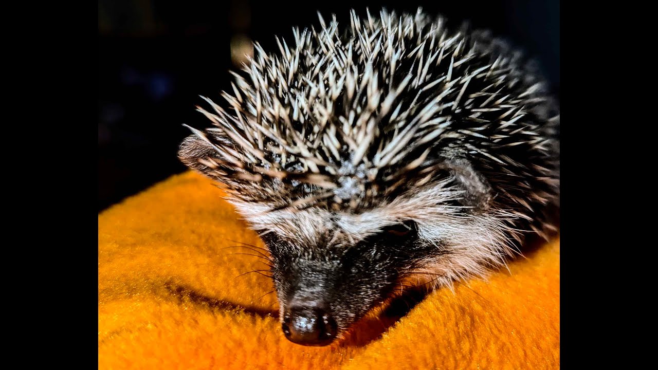 Nettle Cam - the g33k bar - live - YouTube