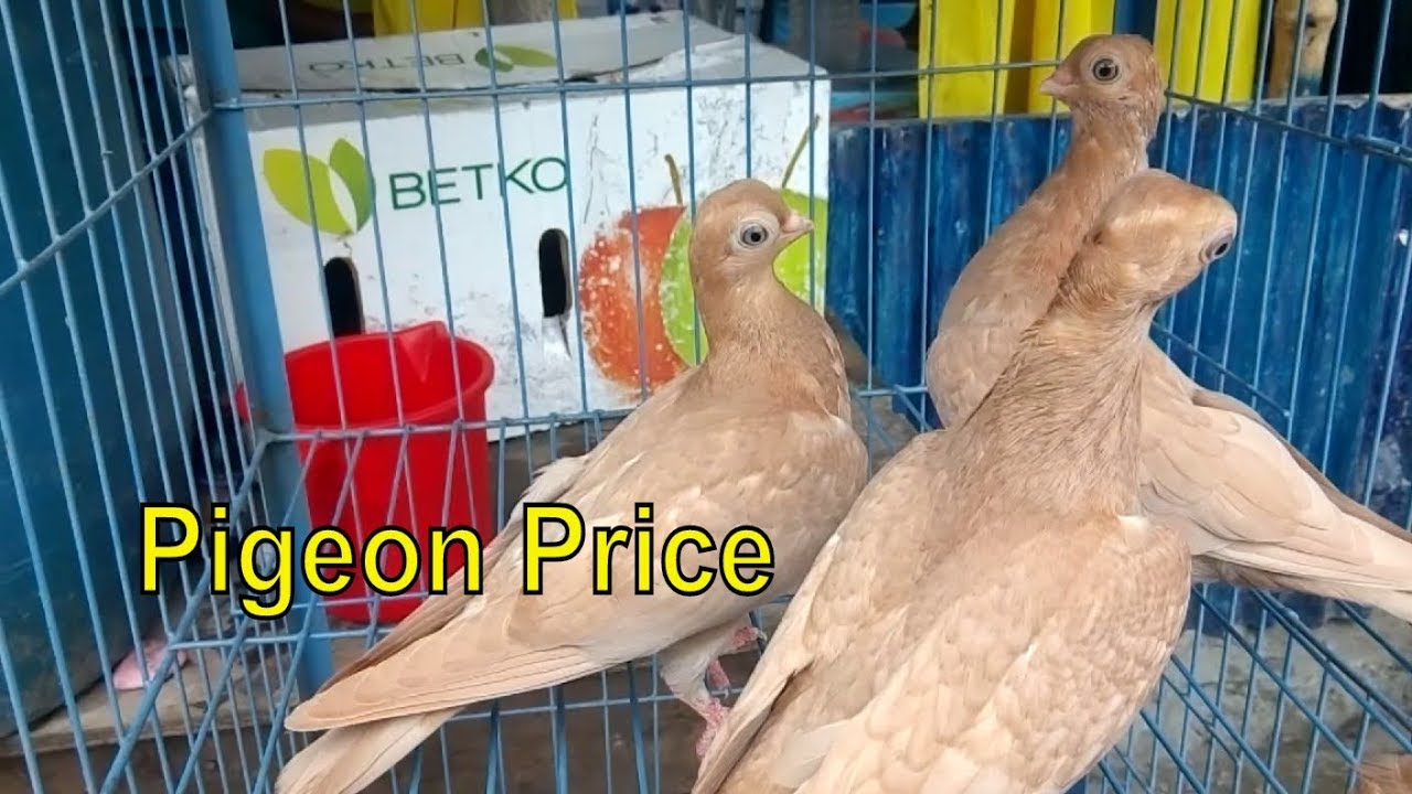 Kabootar name and price video at pigeon bird market in Dhaka Bangladesh ...