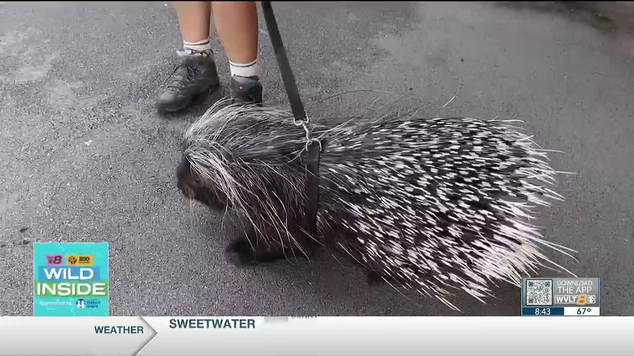 Wild Inside: Celebrating the prickliest of Zoo Knoxville’s animals ...