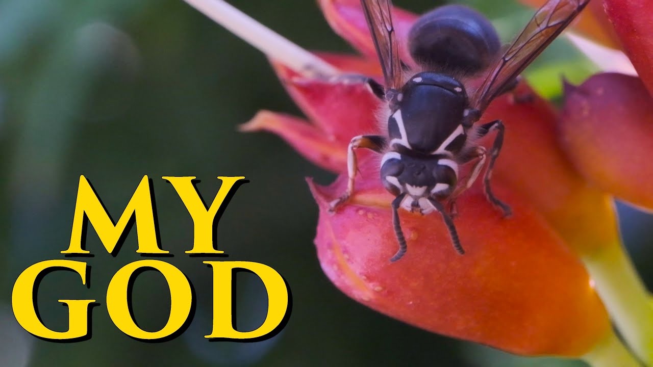 Highest Magnification Macro Lens Will Blow Your Insect Mind! (Pergear ...