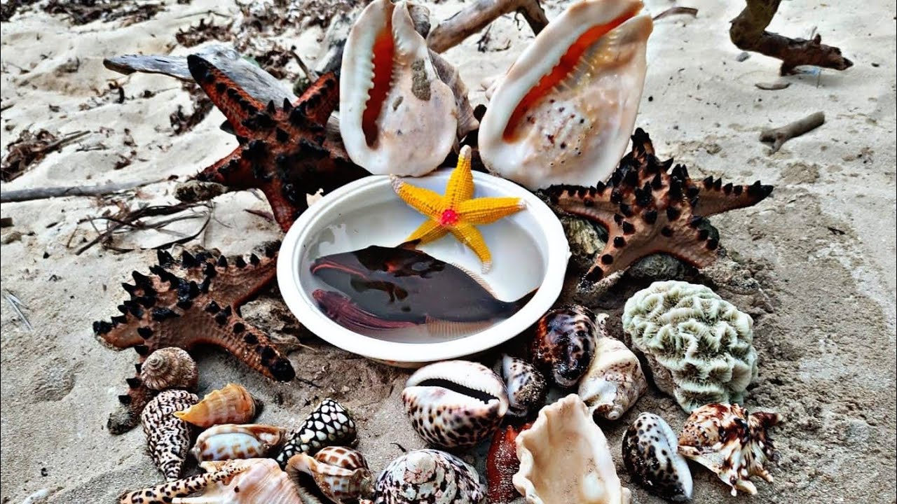 Menemukan Kelomang Raksasa,ikan Hias laut,Bintang laut Besar,keong ...