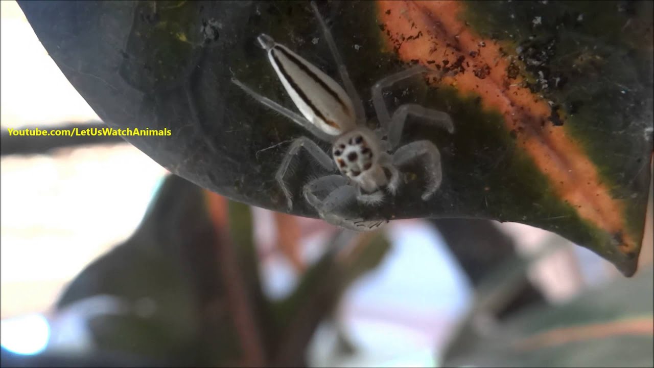 Animal / Creature with more than two eyes - Lot of eyes ! - YouTube