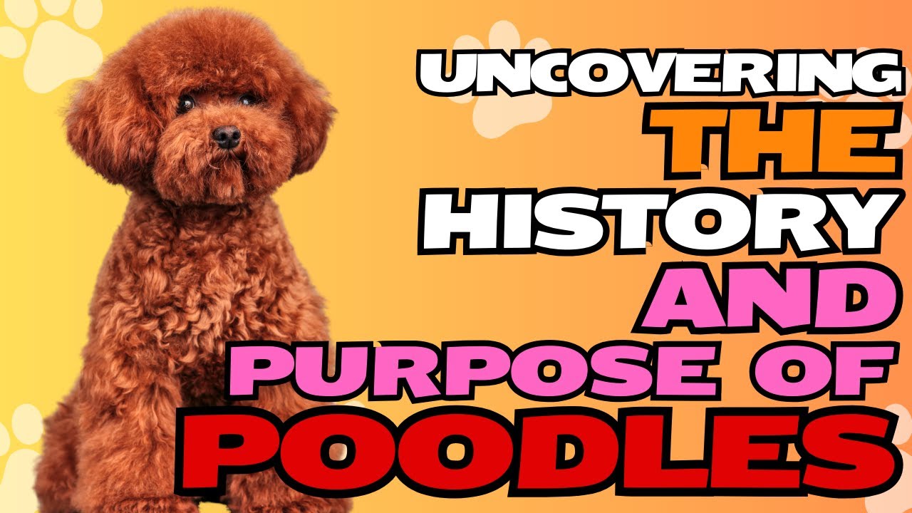 What Were Poodles Bred For? | Uncovering the History and Purpose of ...