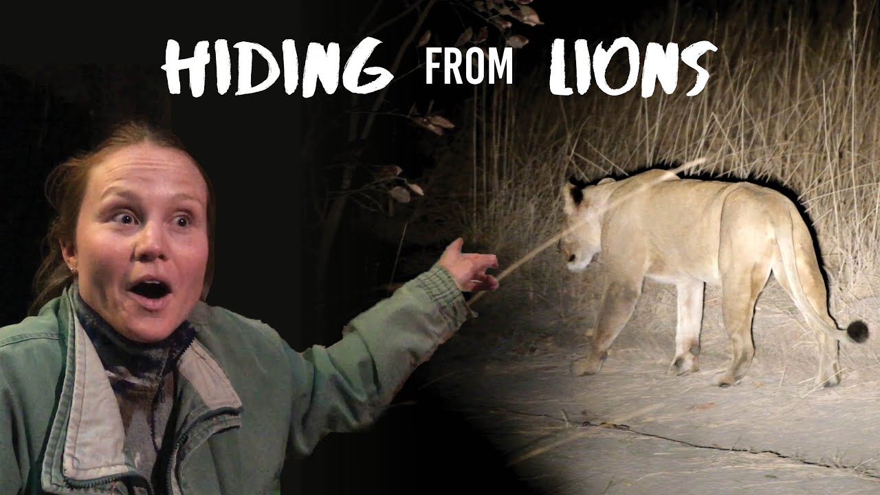 HIDING FROM LIONS // Fig Tree Lodge - Kafue National Park - YouTube