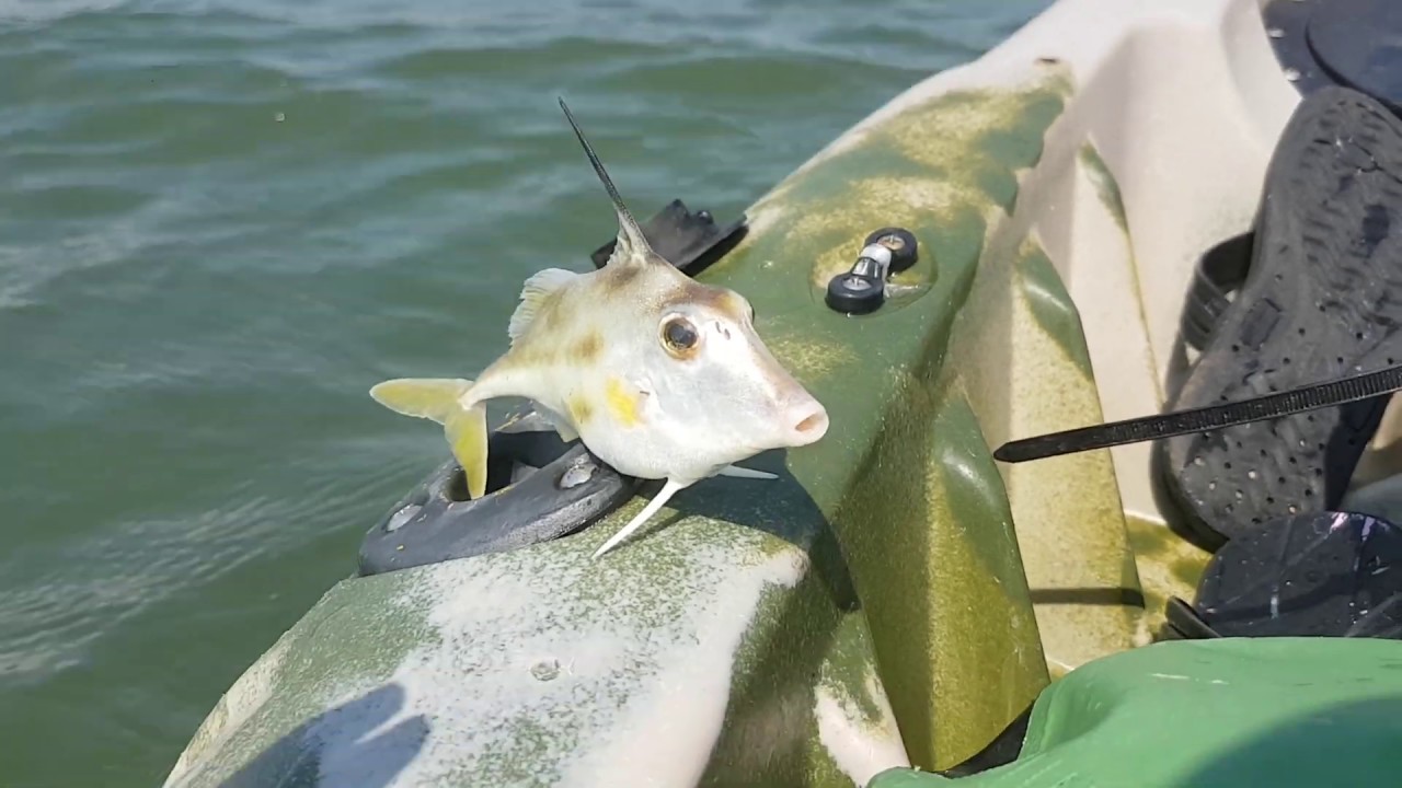 Tripod fish aka Helicopter fish - YouTube