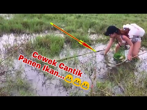 Cewek Cantik Panen Ikan Di Rawa-Rawa