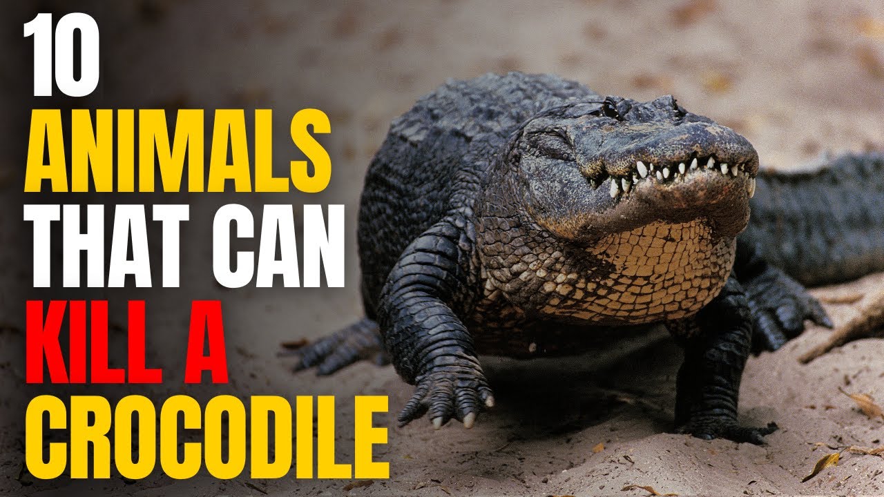Top 10 Animals That Can Kill a Crocodile - The Animal Kingdom - YouTube