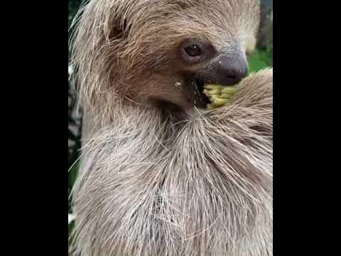 Sloth Eating Fruits - YouTube