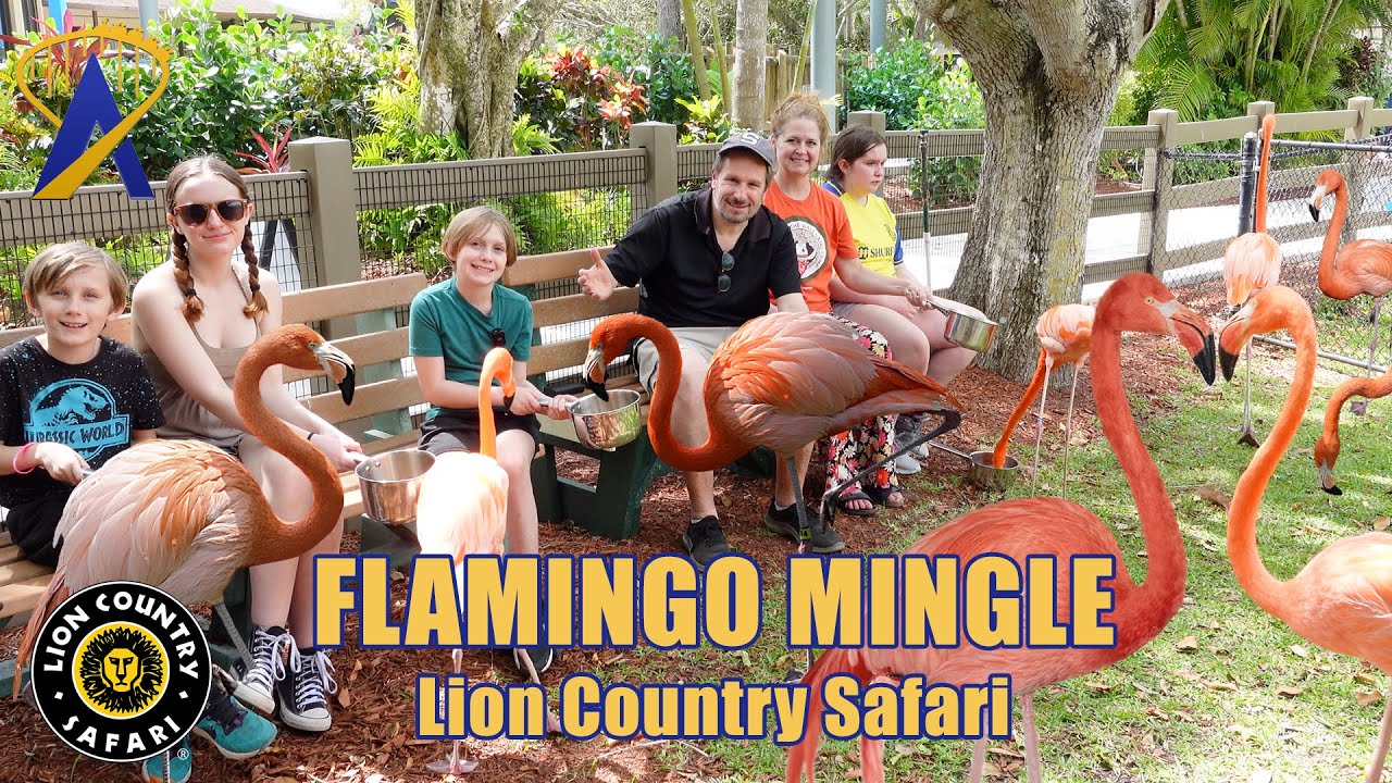 Flamingo Mingle at Lion Country Safari - YouTube